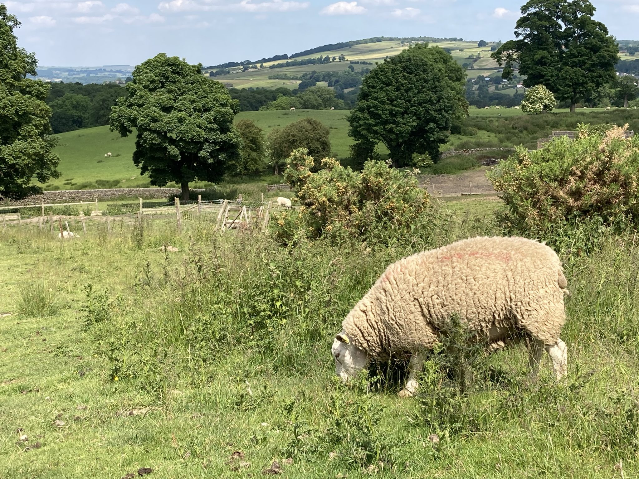 Defra’s Sustainable Farming Incentive Update, and the Calder Catchment ...